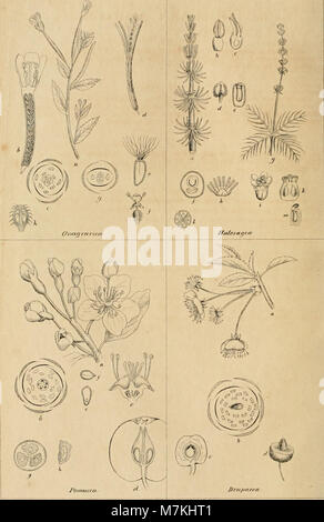 A 1849 botanical illustration from the 'Atlas of Scandinavian Flora ...