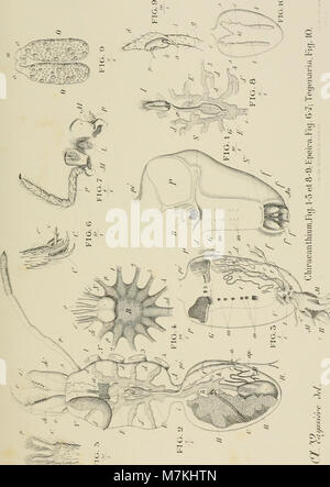 An 1888 edition of the 'Atlas of Comparative Anatomy of Invertebrates ...