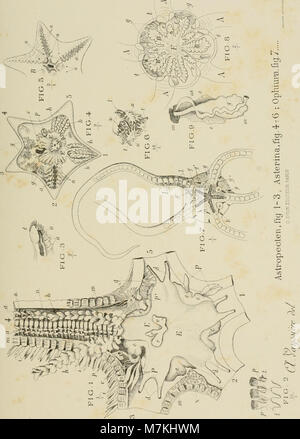 This comparative anatomy study, published in 1866, focuses on the ...