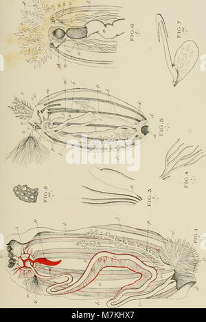 Atlas d'anatomie comparée des invertébrés, Paris, Doin, 1890, anatomy ...