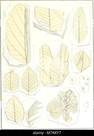 This work on fossil plants presents species like Pteridosperms, which ...
