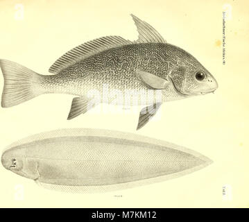 . BeitrÃ¤ge zur Kenntniss der Fische Afrika's (II) und Beschreibung ...