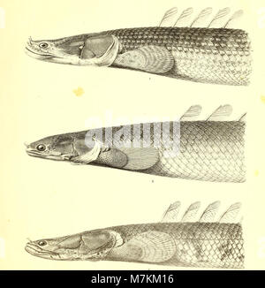 Beiträge zur Kenntniss der Fische Afrika's (II) und Beschreibung einer ...