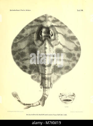 . BeitrÃ¤ge zur Kenntniss der Fische Afrika's (II) und Beschreibung ...