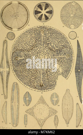 'Studies in Fossil Botany' focuses on paleobotany, presenting findings ...