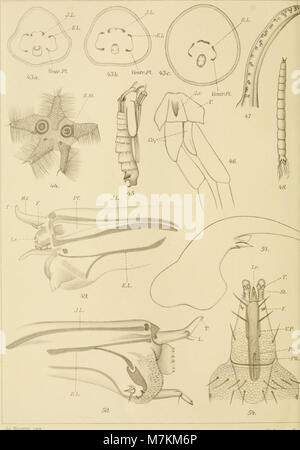 This work provides observations on the metamorphosis of beetles ...