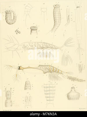 A German 1863 publication on the anatomy and developmental history of ...