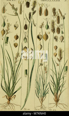 This German botanical work illustrates various plant species found in ...