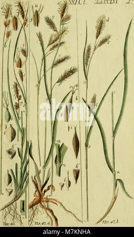 A botanical study describing species of reed grasses, including newly ...