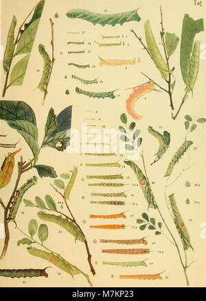This work on the insects of China provides over 220 detailed ...