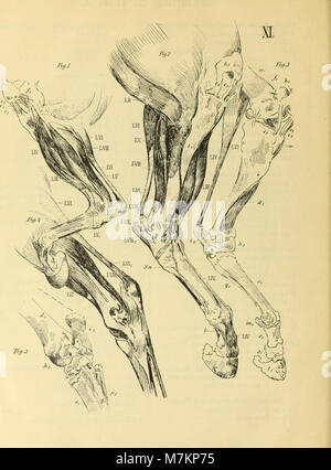 This publication contains detailed anatomical studies of the auditory ...