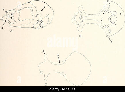 The 1978 edition of 'Bonner Zoologische Beiträge', published by the ...