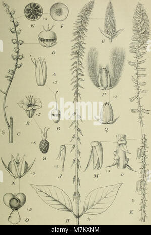 This volume on plant biology covers the natural history of angiosperms ...