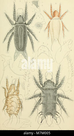 This scientific illustration from the British Oribatid series depicts a ...