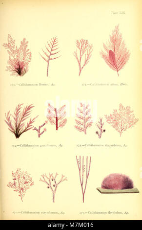 This illustration from 'Phycologia Britannica' by Professor Harvey ...