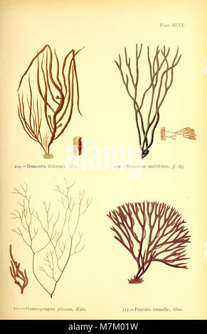 British sea-weeds. Drawn from Professor Harvey's 'Phycologia britannica.' London, Bell and Daldy ...