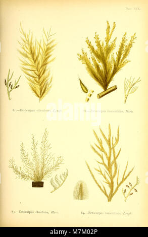 This illustration from 'Phycologia Britannica' by Professor Harvey ...