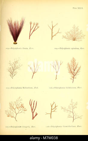 An 1872 botanical illustration from Phycologia Britannica by Professor ...