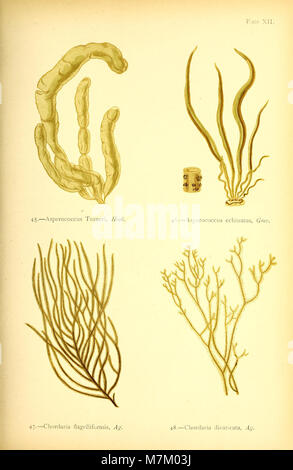 A 1872 botanical work depicting British seaweed species from Harvey’s ...