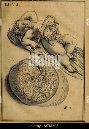 . Adriani Spigelii Brvxellensis Eqvitis D. Marci ... De formato foetv ...