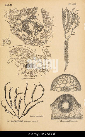 This plate from the *Album général des Cryptogames* showcases ...