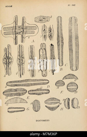 An illustration from 'Album général des Cryptogames', Plate 351 ...