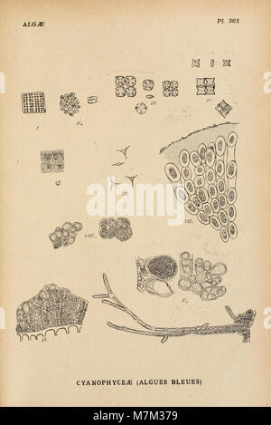 This image comes from the 'Album général des Cryptogames,' depicting ...