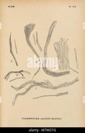 This image comes from 'Album Général des Cryptogames,' an illustrated ...