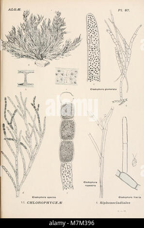 This natural history of ferns includes species like Niphobolus gardneri ...