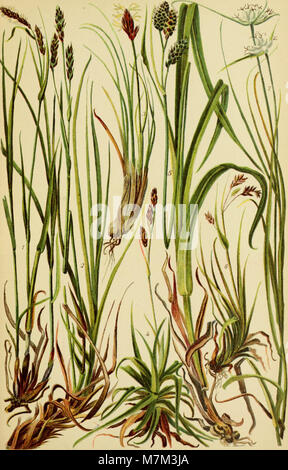 A 1922 botanical reference documenting common alpine plants of Bavaria ...