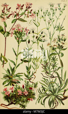 A 1922 work titled 'Alpenflora' documenting common Alpine plants in ...
