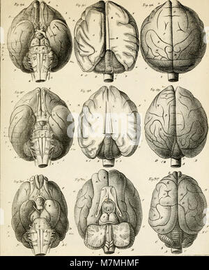 The 1824 work Comparative Anatomy of the Brain in Four Classes of ...