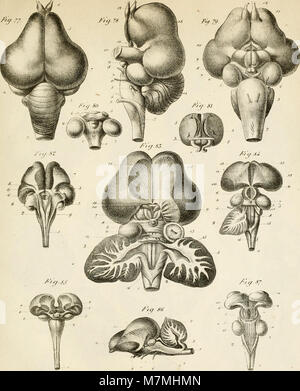 This work examines the comparative anatomy of vertebrates, particularly ...