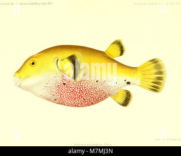 A 1909 edition of Andrew Garrett's Fische der Südsee documenting fish ...