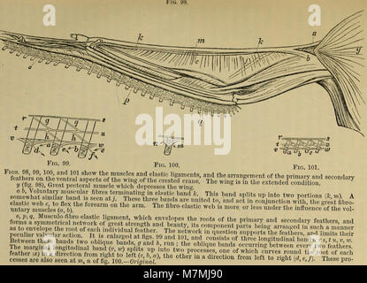 The 1873 publication Animal Locomotion examines the principles of ...
