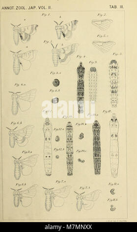 . Annotationes zoologicae japonenses / Nihon do?butsugaku iho?. BIRD ...