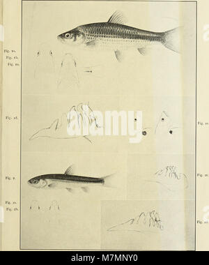 . Annotationes zoologicae japonenses / Nihon do?butsugaku iho?. BIRD ...