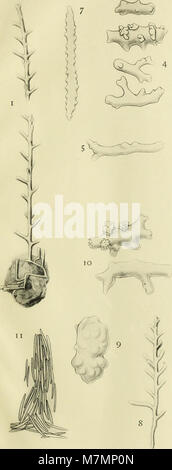 . Annotationes zoologicae japonenses / Nihon do?butsugaku iho?. BIRD ...