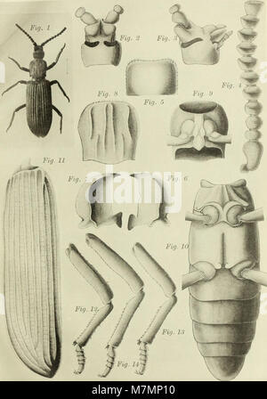 . Annotationes zoologicae japonenses / Nihon do?butsugaku iho?. BIRD ...