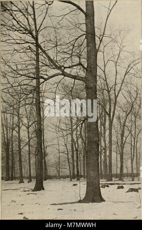 Arboriculture focuses on the study of tree care and management. This ...