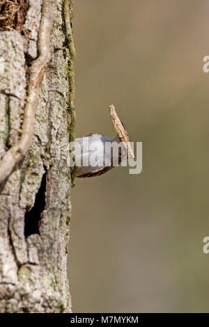 Eurasian treecreeper Certhia familiaris taking nesting material to nest ...