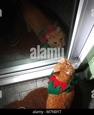 Ginger cat in elf costume Stock Photo - Alamy