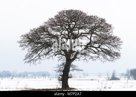 Old oak tree silhouette in winter Stock Photo: 133151837 - Alamy