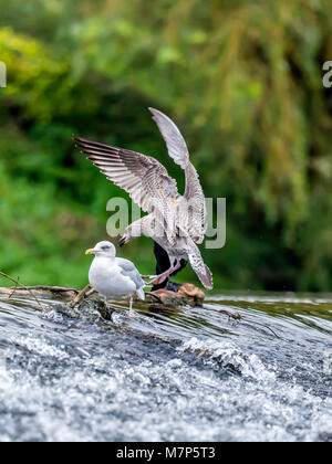 Common Gull (Laridae) portrait Stock Photo - Alamy