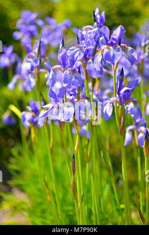 A closeup of purple iris flowers covered with water droplets growing ...
