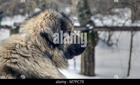 Countryside, Serbia - An Illyrian Shepherd Dog (Sarplaninac) also known ...