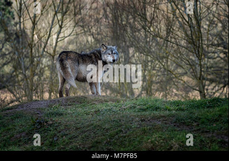 Alpha male grey (gray) wolf (Canis lupus), aka the timber wolf or ...