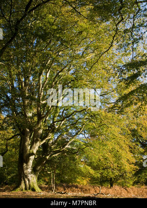 Autumn scene showing old vegetation lying on corrugated roof with ...