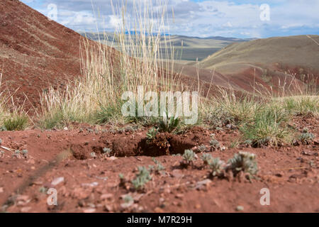 Red soil and Golden grass. Velvet landscape Stock Photo - Alamy
