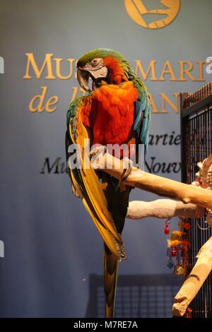 Close up Beautiful Green Bird feather on a dark background texture ...